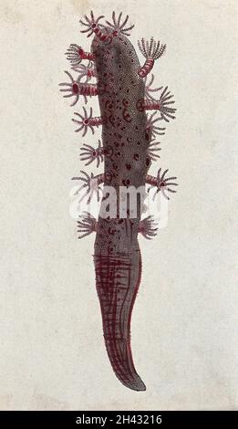 A marine animal. Coloured etching Stock Photo - Alamy