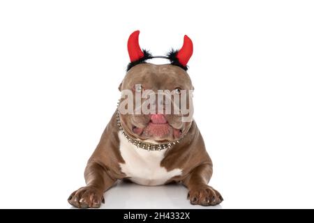 adorable american bully laying down, isolated on white background in ...
