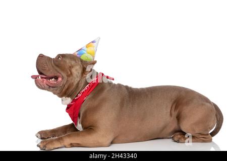 side view of birthday american bully with red bowtie standing on white ...