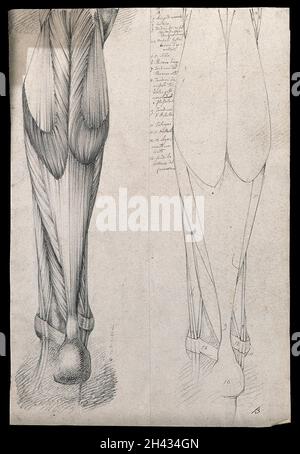 Muscles of the lower leg: two figures of écorché legs and feet ...