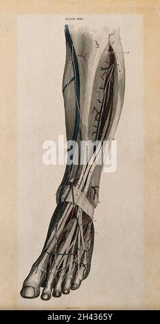 Leg and foot: dissection, with blood vessels and nerves indicated in ...