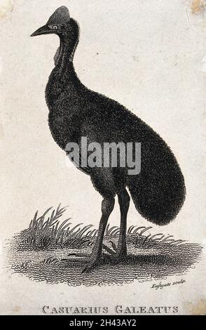 Helmeted Cassowary (Casuarius casuarius Stock Photo - Alamy