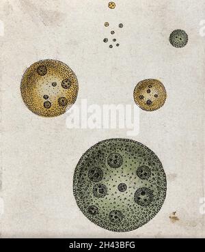 Marine animalcules. Coloured etching Stock Photo - Alamy