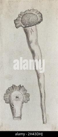 A coelenterate. Coloured etching Stock Photo - Alamy