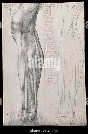Muscles of the lower leg: two figures of écorché legs and feet ...