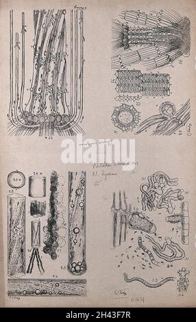 Microscope drawings of plant anatomy with cells and tissues of ...