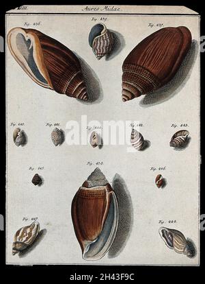 A variety of shells. Coloured etching Stock Photo - Alamy