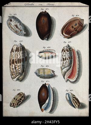 A variety of shells. Coloured etching Stock Photo - Alamy