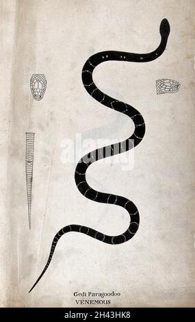 A snake, dark in colour, with two yellow stripes running the length of ...