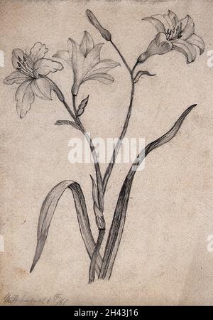 A lily: flowering stem and leaves. Pencil drawing Stock Photo - Alamy