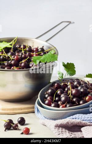 Josta berries of a hybrid of blackcurrant and gooseberry on the ...