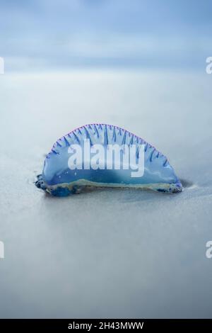 Portuguese man o'war / Blue Bottle / (Physalia physalis), a dangerous ...