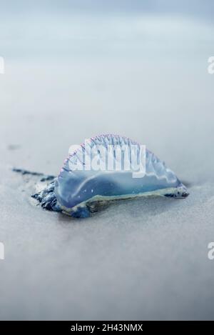 Portuguese man o'war / Blue Bottle / (Physalia physalis), a dangerous ...