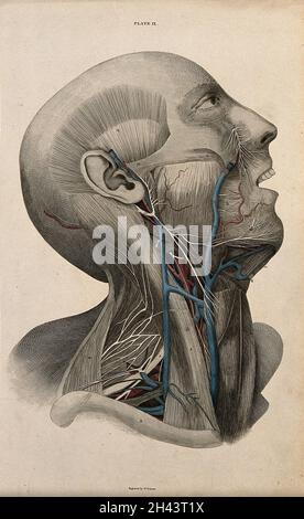 Head and face: dissection, with blood-vessels and nerves indicated in ...