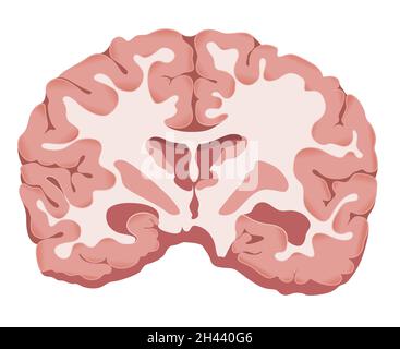 Brain Transverse Section - Illustration as EPS 10 File Stock Vector ...