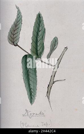 A species of the Zelkova tree, Zelkova serrata, keyaki, Japanese ...