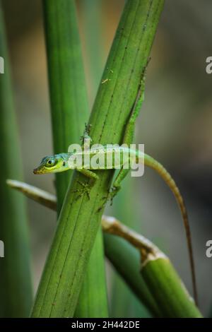 Grenada tree anole (Anolis richardii) sitting on a plant, Grenada Stock ...