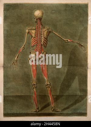 A standing écorché figure, seen from behind, showing the bone structure ...