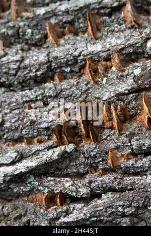 Mycelium growing on a decaying trunk Stock Photo - Alamy
