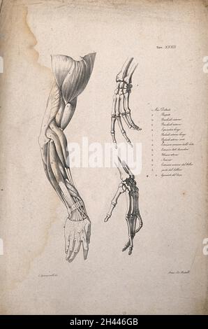 Muscles and bones of the shoulder, arm and hand: three figures of ...