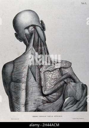 Head, shoulder and back of an écorché figure, seen from behind, with ...