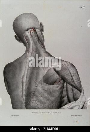Head, shoulder and back of an écorché figure, seen from behind, with ...