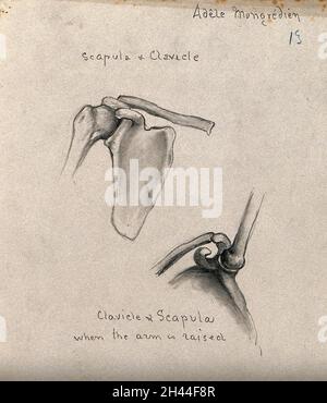 Bones of the scapula and clavicle: two figures. Pencil and chalk ...