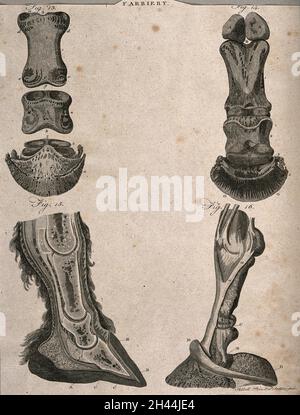 Four studies of horses showing anatomy, movement, and posture in ...