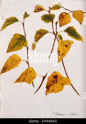 Autumn leaves of alder (Alnus species), c19th century Stock Photo - Alamy