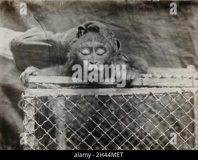 The Pasteur Institute, Kasauli, India: a monkey with rabies, following ...