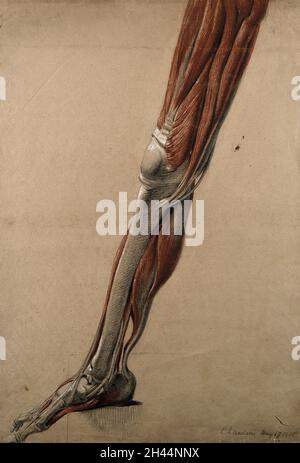 An anatomical drawing of a leg showing the bones and muscles Stock ...