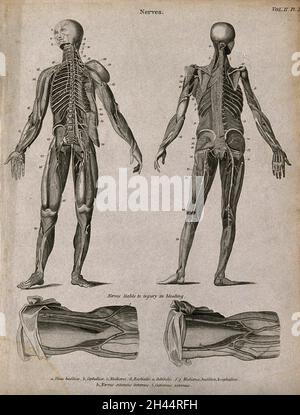 Ecorché figures showing the nerves: front and back views, with an ...