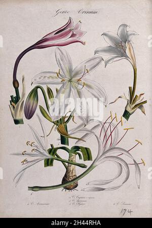 Lily flower of different colors Stock Photo - Alamy