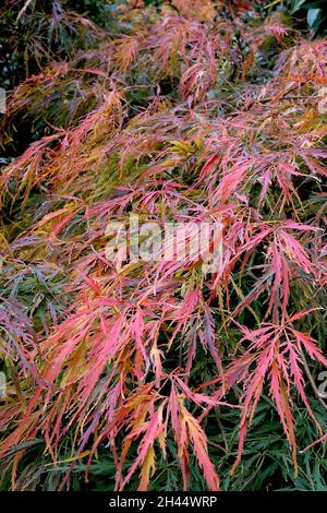 The red and orange dissected leaves of the Acer palmatum Dissectum ...