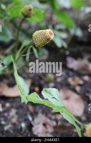Acmella oleracea Para cress – conical apetalous flowers with densely ...
