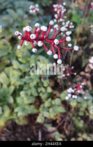 Actaea pachypoda ‘Misty Blue’ white baneberry Misty Blue – upright ...