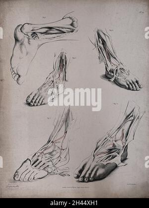 Anatomical drawing, Foot, Circulatory system, Nerves, Tendons ...