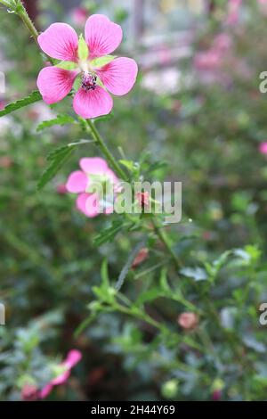 Cape mallow (Anisodontea capensis Stock Photo - Alamy