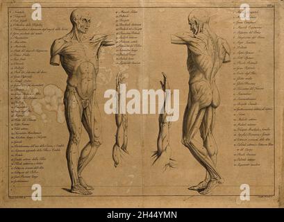 Two écorché figures, front and back views. Line engraving by Kirkwood ...
