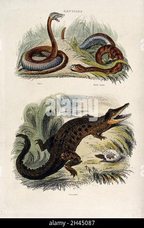 Young crocodile , peeing through Stock Photo - Alamy