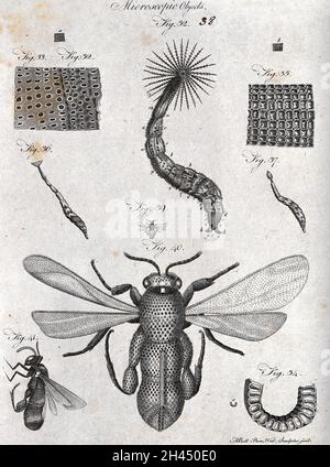 Microscopy: diagrams illustrating insects and parts of insects ...