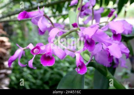Green Violet Cattleya bowringiana orchid Stock Photo - Alamy