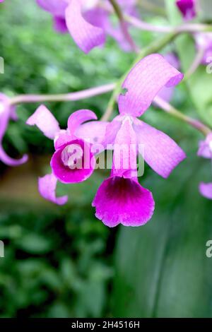 Green Violet Cattleya bowringiana orchid Stock Photo - Alamy