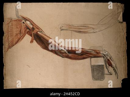 Muscles of the arm [?]. Pencil drawing by A. Mongrédien, ca. 1880 Stock ...