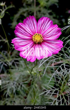 Cosmos bipinnatus ‘Candy Stripe’ pale pink bowl-shaped flowers with ...