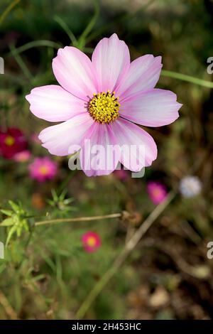Cosmos bipinnatus Rosetta flowers Stock Photo - Alamy