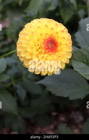 Dahlia ‘Sunny Boy’ Ball dahlia Group 6 yellow flowers with red centre ...
