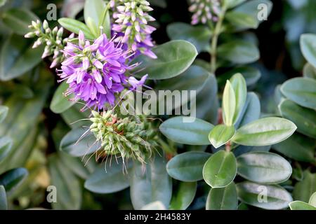 Patty's Purple Hebe Stock Photo - Alamy