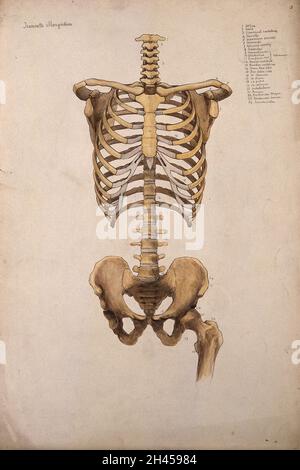 Bones of the trunk and pelvis: front view. Watercolour by A. Mongrédien ...