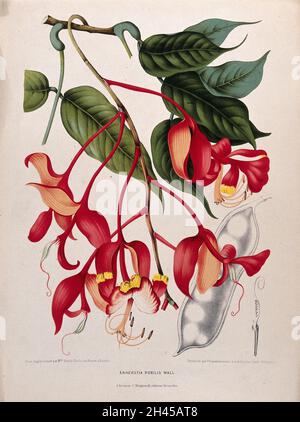Pride of Burma flower (Amherstia nobilis Stock Photo - Alamy